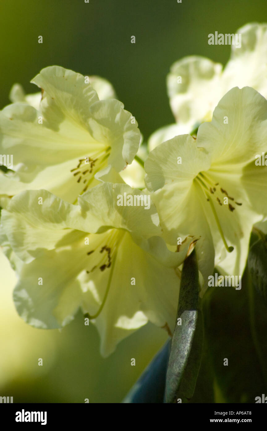USA, Oregon, Rhododendrons at Crystal Springs Rhododendron gardens ...