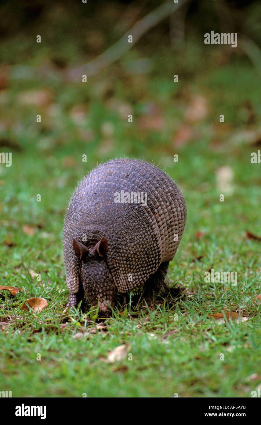 North America, USA, South Carolina, Camberly Island. Nine banded ...