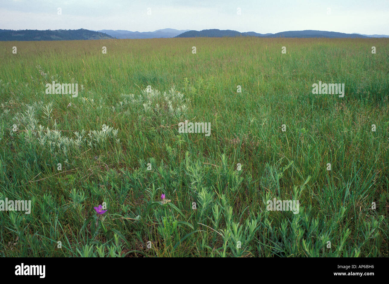 Mixed grass prairie south dakota hi-res stock photography and images ...