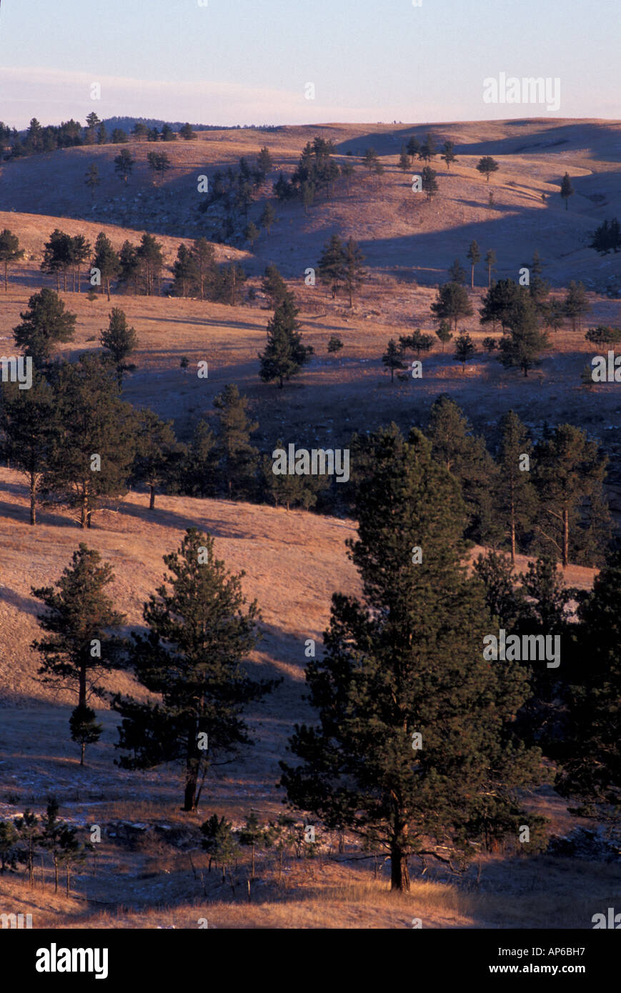 Ponderosa pine on the mixed-grass prairie of Wind Cave National Park in ...