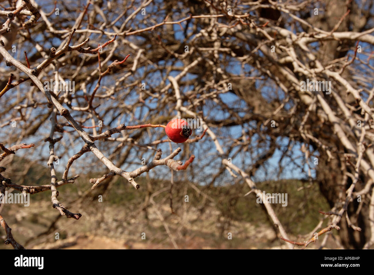 Israel the Upper Galilee The fruit of the Hawthorn tree Crataegus ...