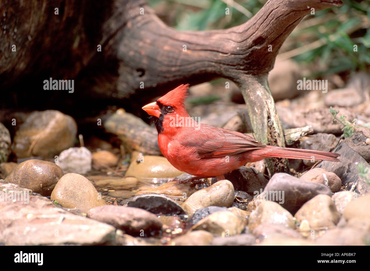 Texas animal rock water hi-res stock photography and images - Alamy
