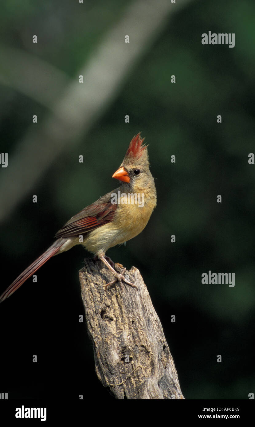 North America, USA, southern Texas, Northern Cardinal (female Stock ...