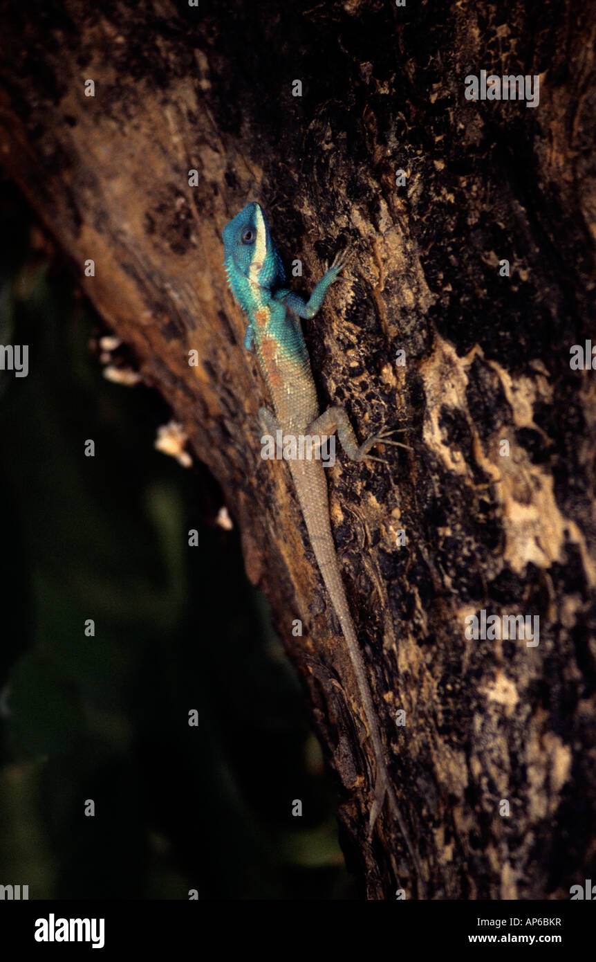 Blue-crested lizard on a tree in breeding colours Stock Photo - Alamy