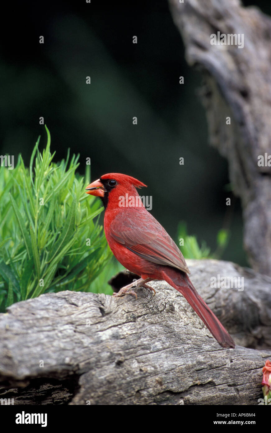 North America, USA, southern Texas, Northern Cardinal (male Stock Photo ...