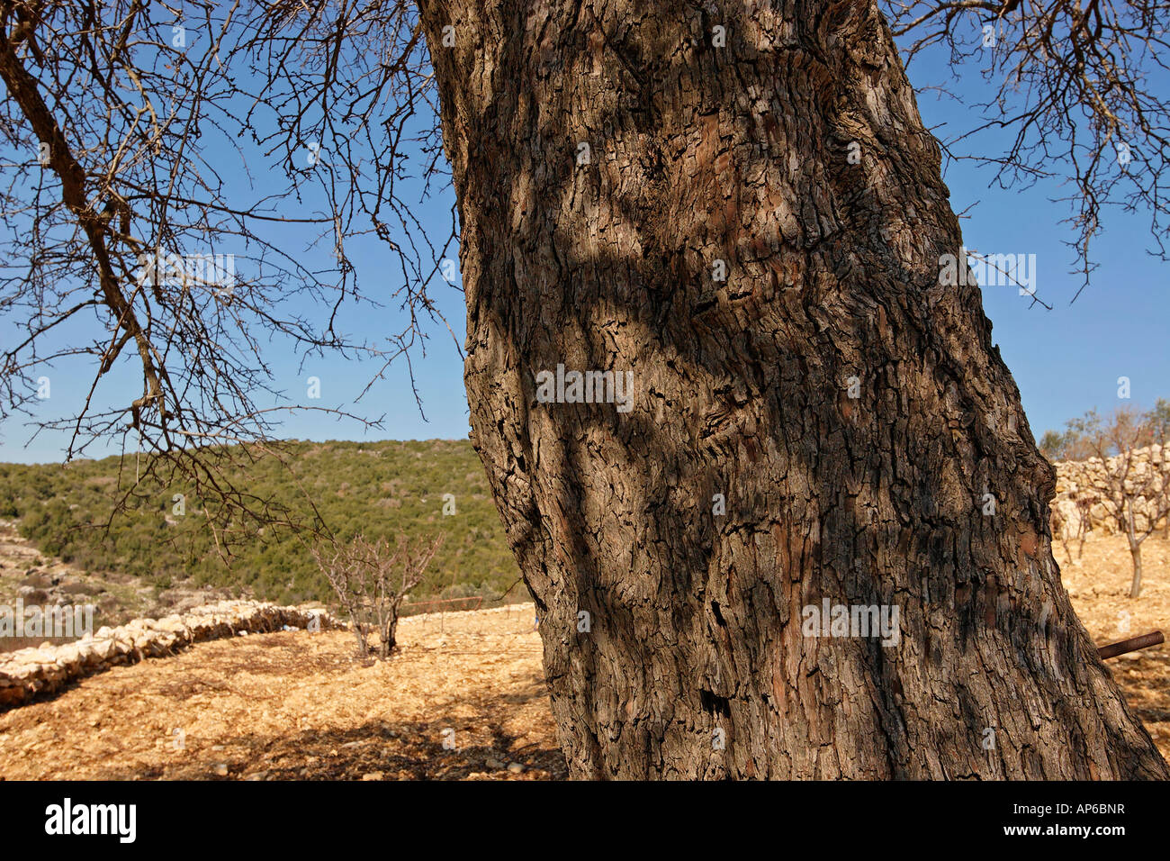 Israel the Upper Galilee Hawthorn tree Crataegus Azarolus on Mount ...