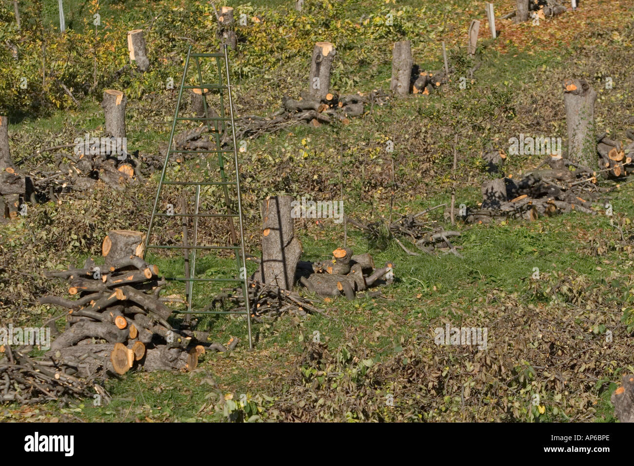 Apple trees cut down hi-res stock photography and images - Alamy