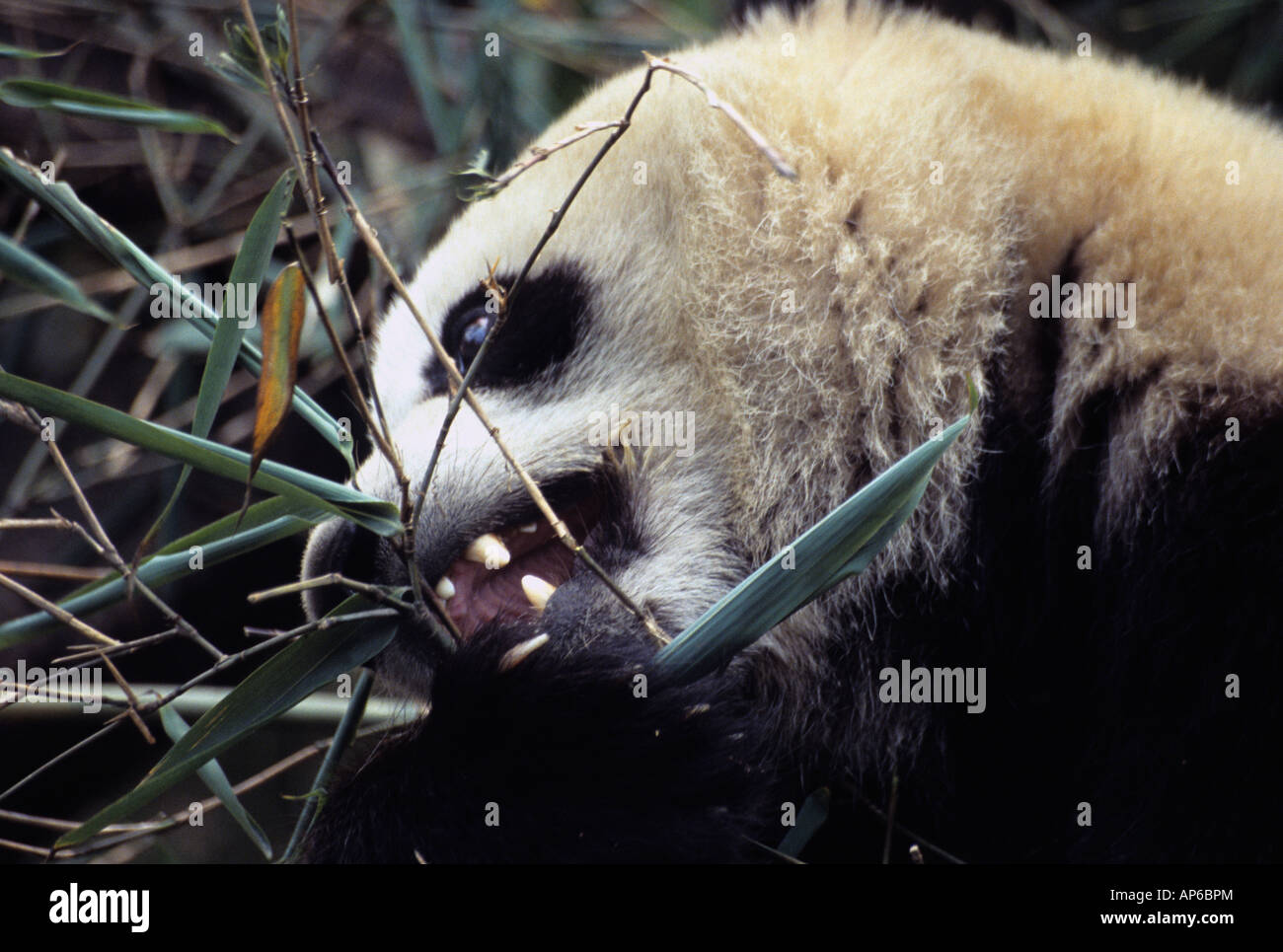 Giant panda eating bamboo showing teeth Stock Photo - Alamy
