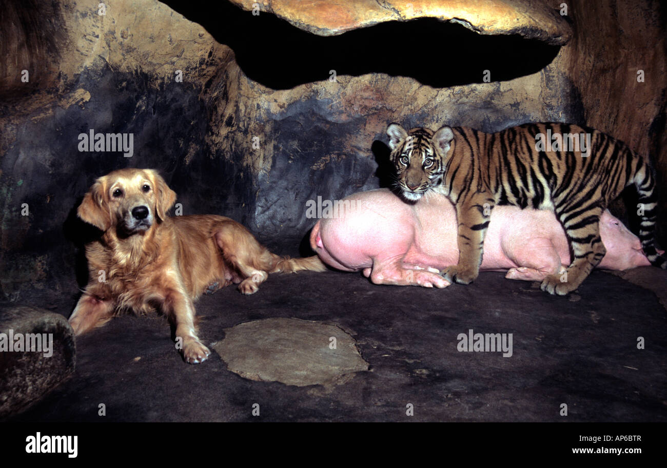 Tiger in same enclosure as a pig and labrador dog at Sriracha Tiger Zoo ...