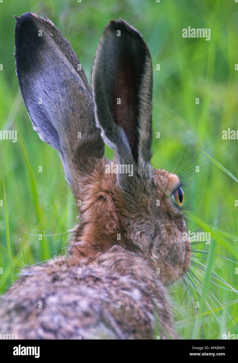 Brown Hare eyes look forward and ears turn back sensing danger Stock ...
