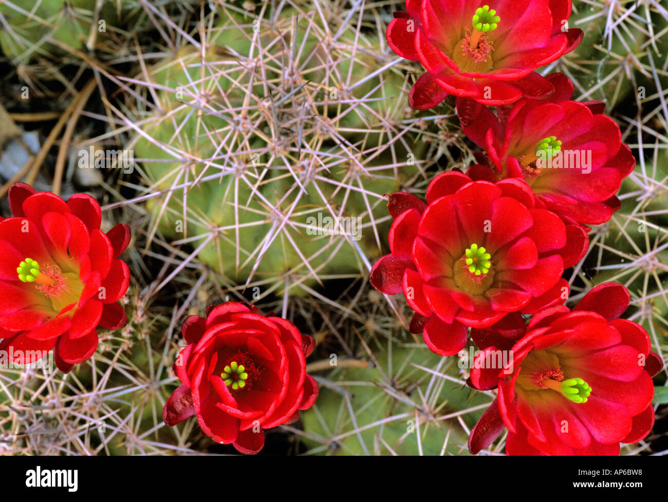 Claret Cup Cactus flowering on Gooseberry Mesa in Utah Stock Photo - Alamy