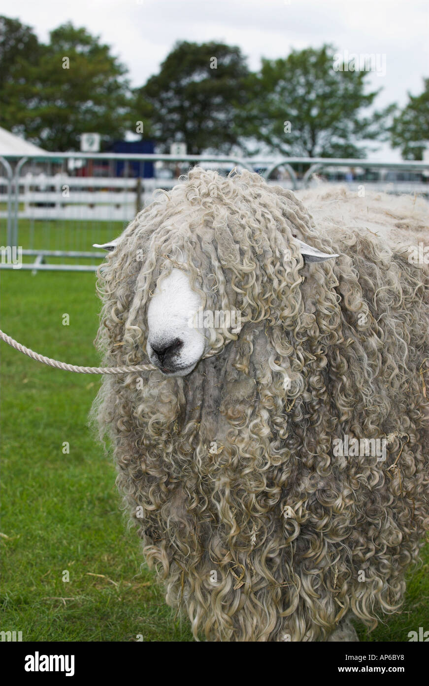 Longwool hi-res stock photography and images - Alamy