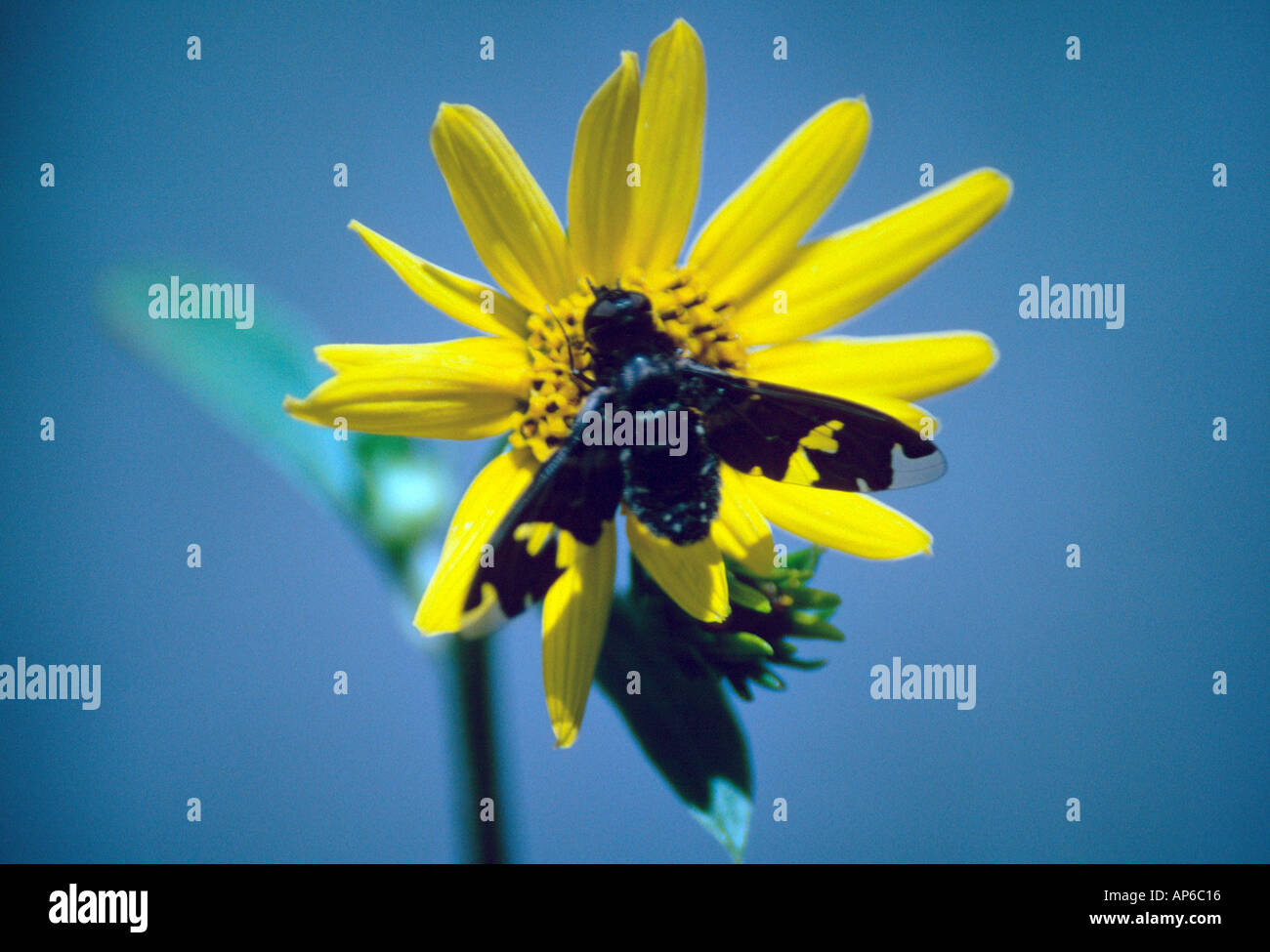 Helianthus Occidentalis High Resolution Stock Photography and Images ...