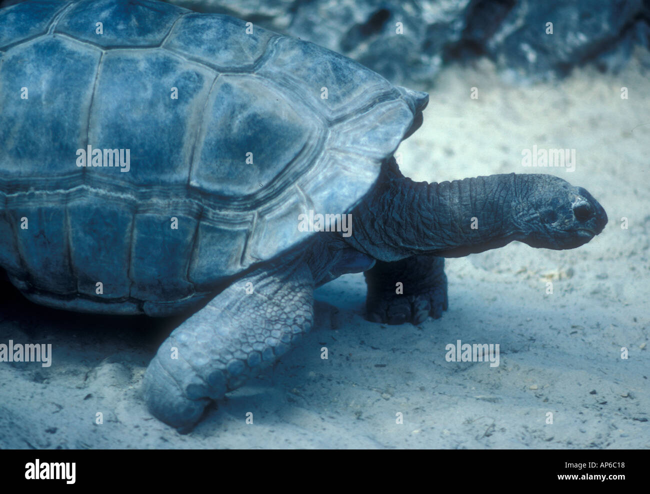 sea turtle crawling on beach Stock Photo - Alamy