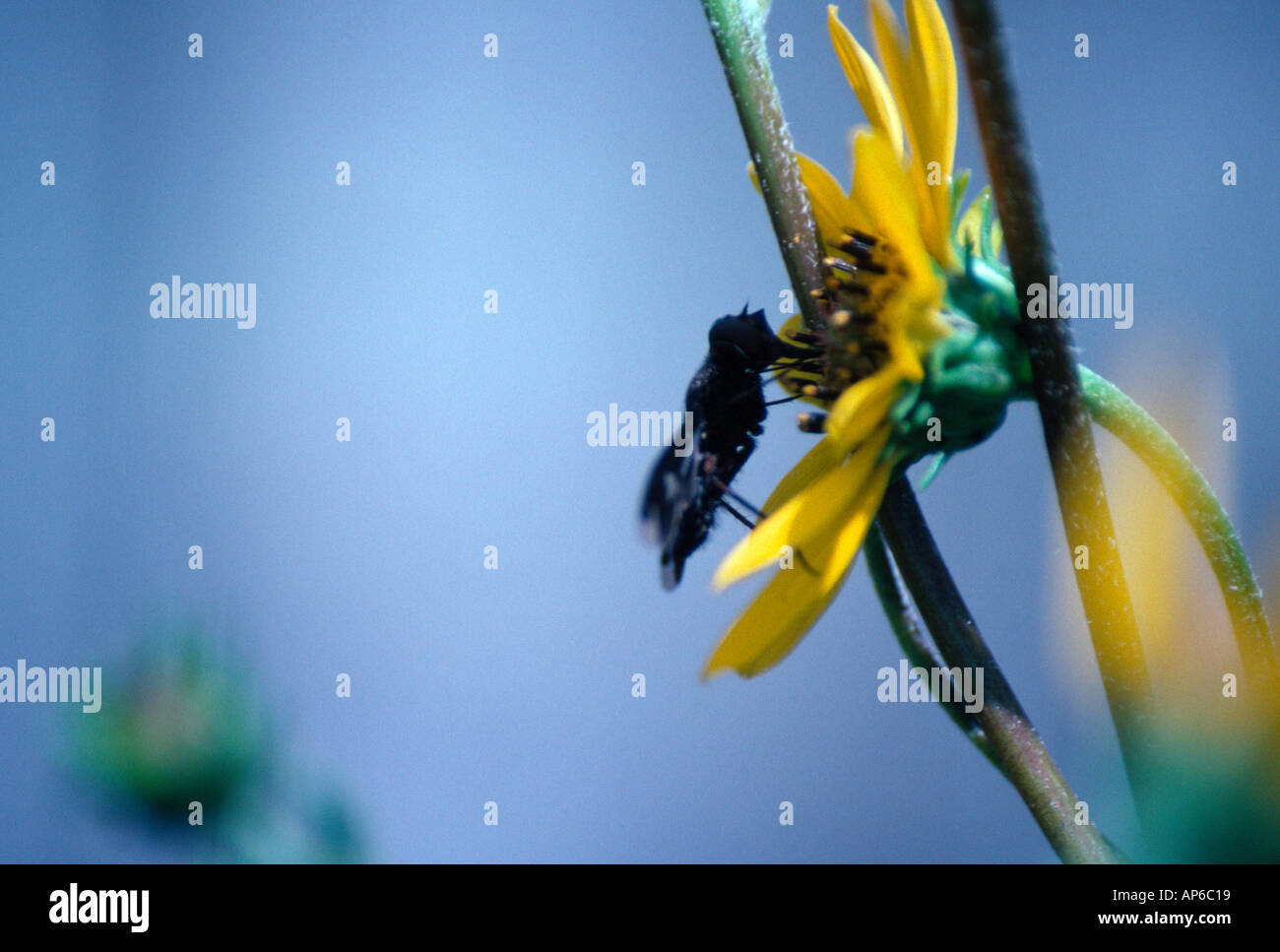 Progressive Bee Fly on Western Sunflower Stock Photo - Alamy