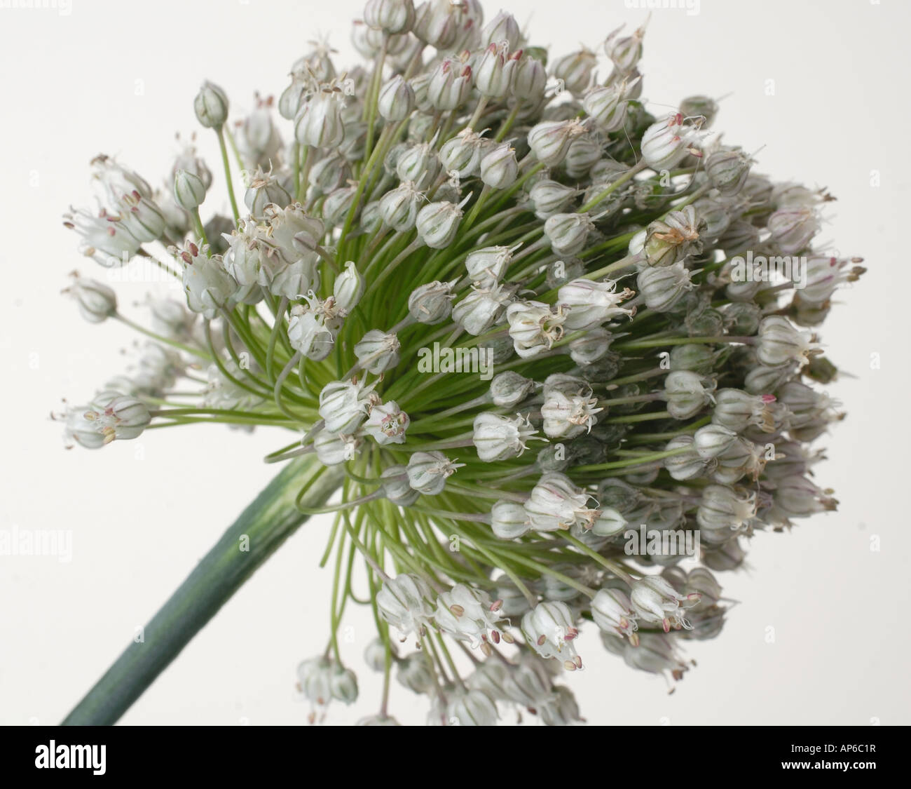 Flower of an allium plant Stock Photo - Alamy
