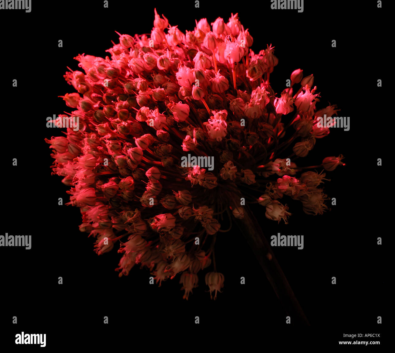 Flower head of an allium plant Stock Photo - Alamy