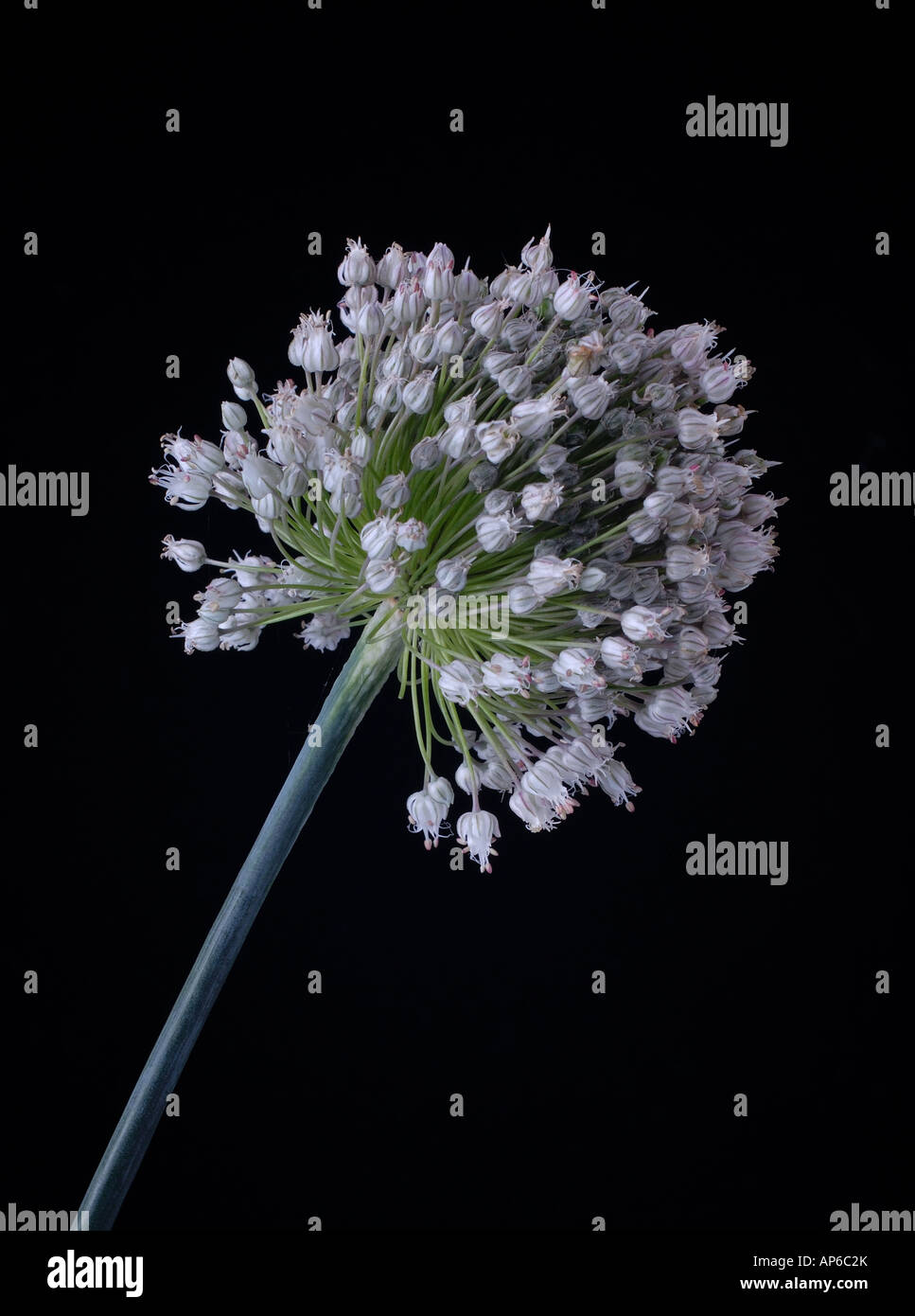 Flower head of an allium plant Stock Photo - Alamy