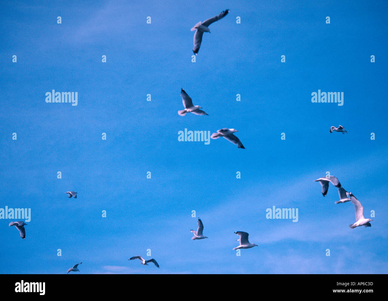 Ringbilled Gulls in Flight Stock Photo - Alamy