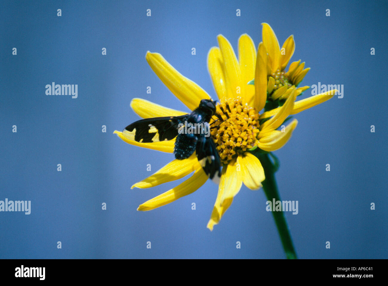 Progressive Bee Fly on Western Sunflower Stock Photo - Alamy