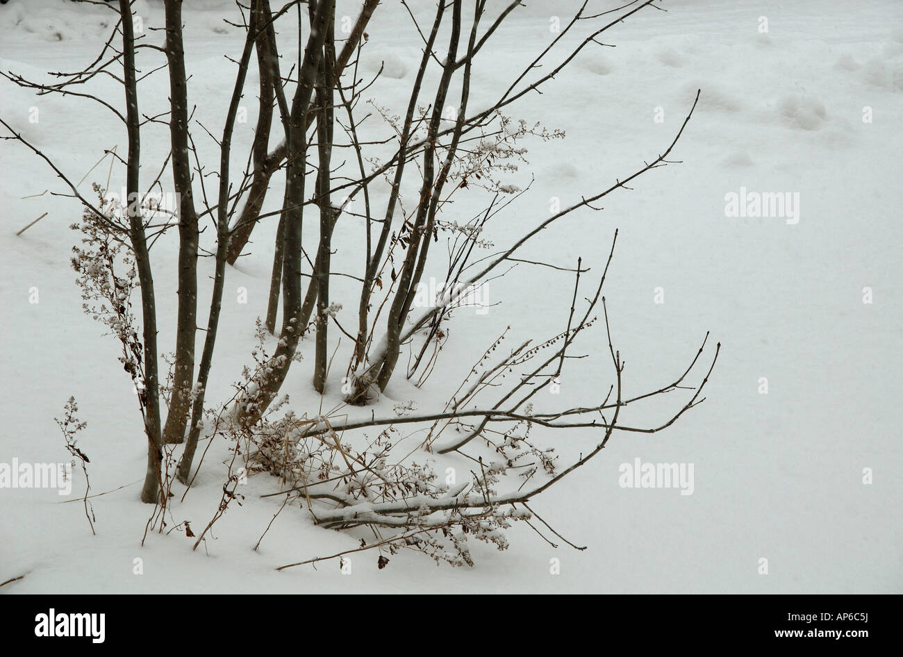 Snow in the gardens hi-res stock photography and images - Alamy