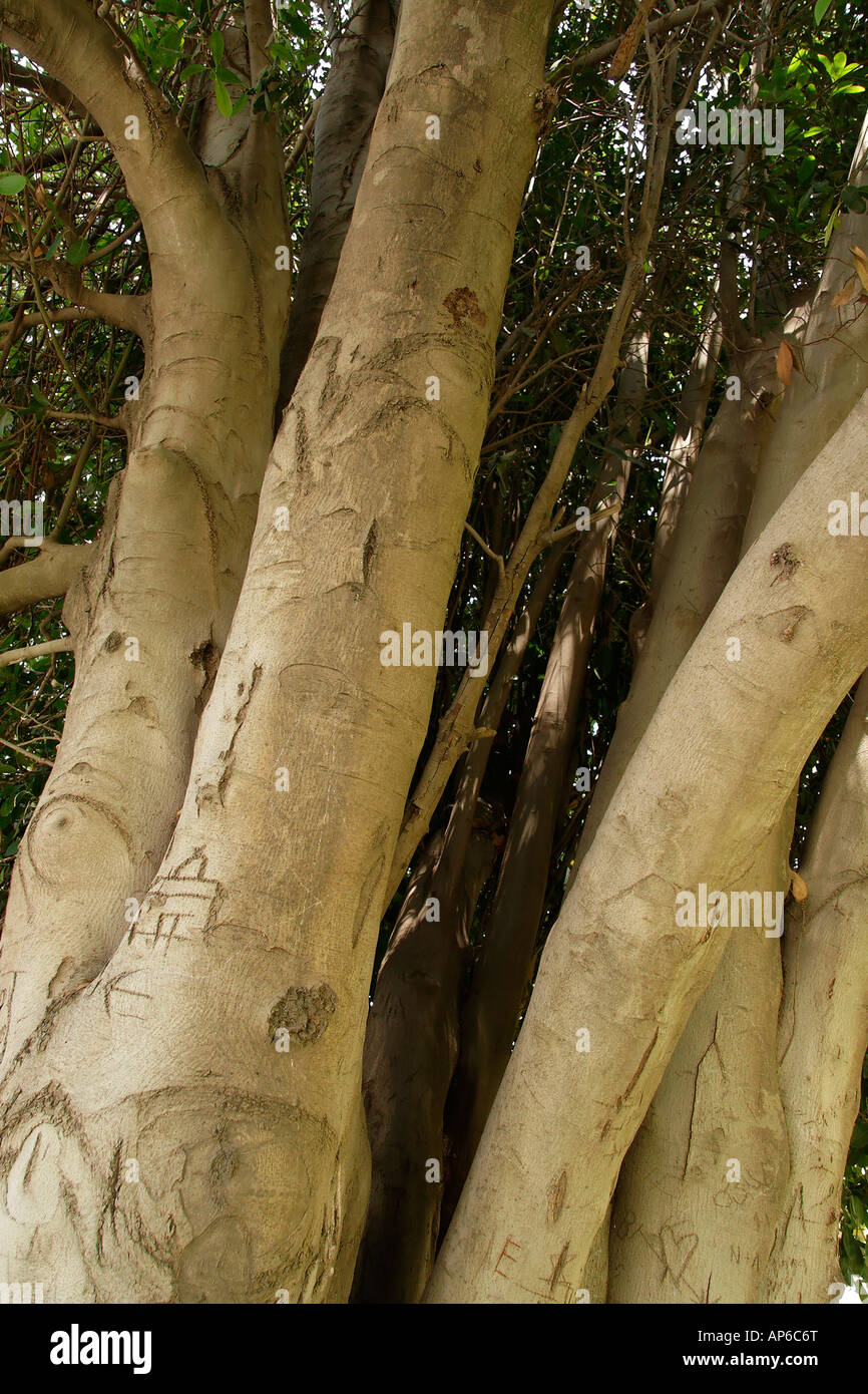 Israel Jerusalem The trunk of the Laurel tree Laurus Nobilis by the ...