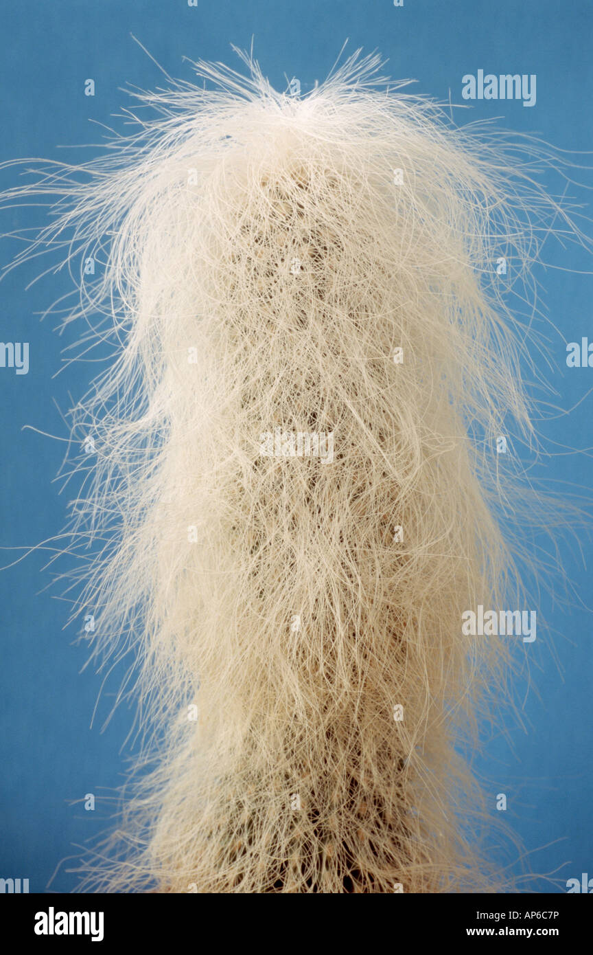 Cephalocereus senilis. (Old man cactus) Columnar cactus covered in ...
