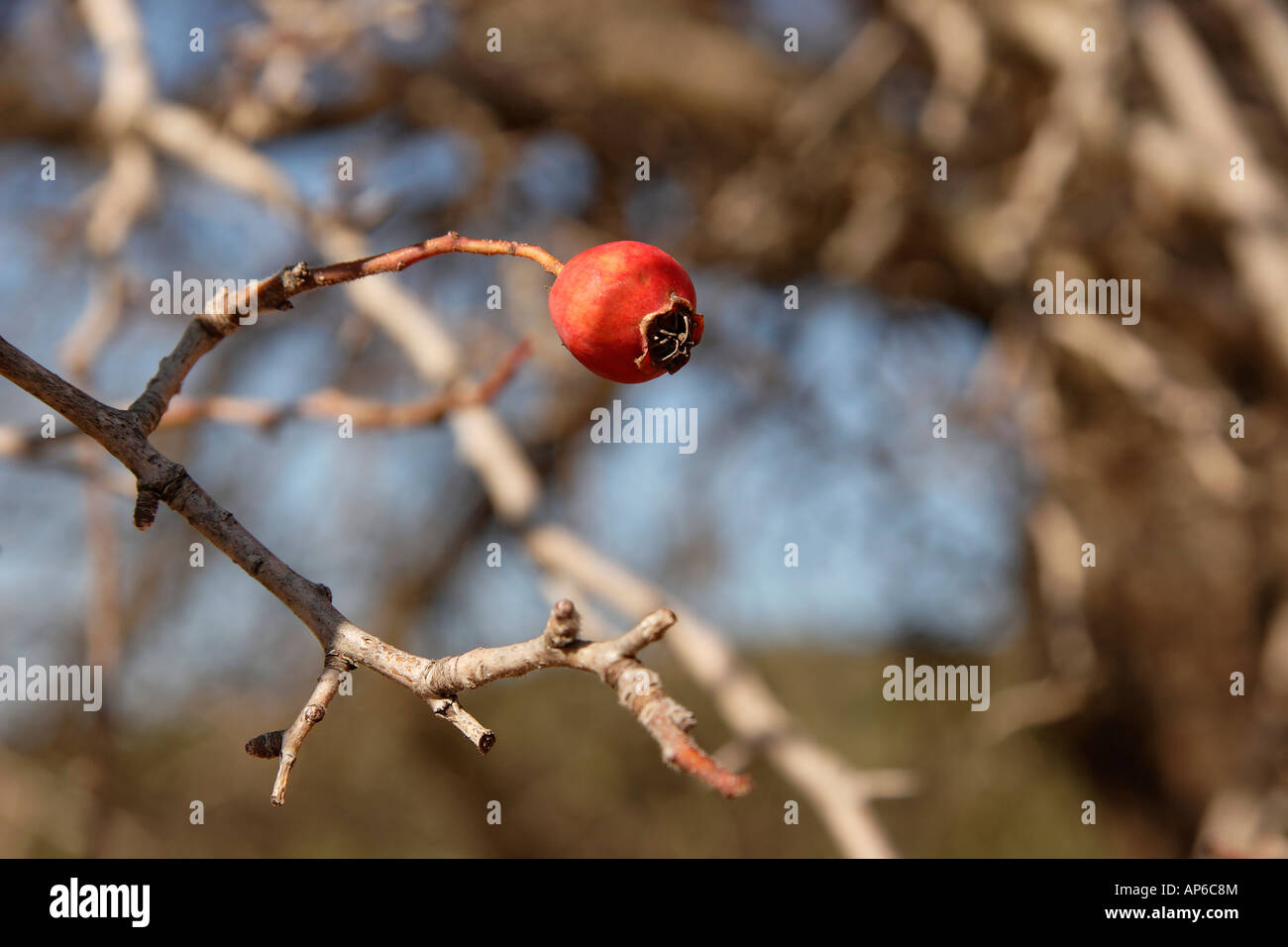 Israel the Upper Galilee The fruit of the Hawthorn tree Crataegus ...