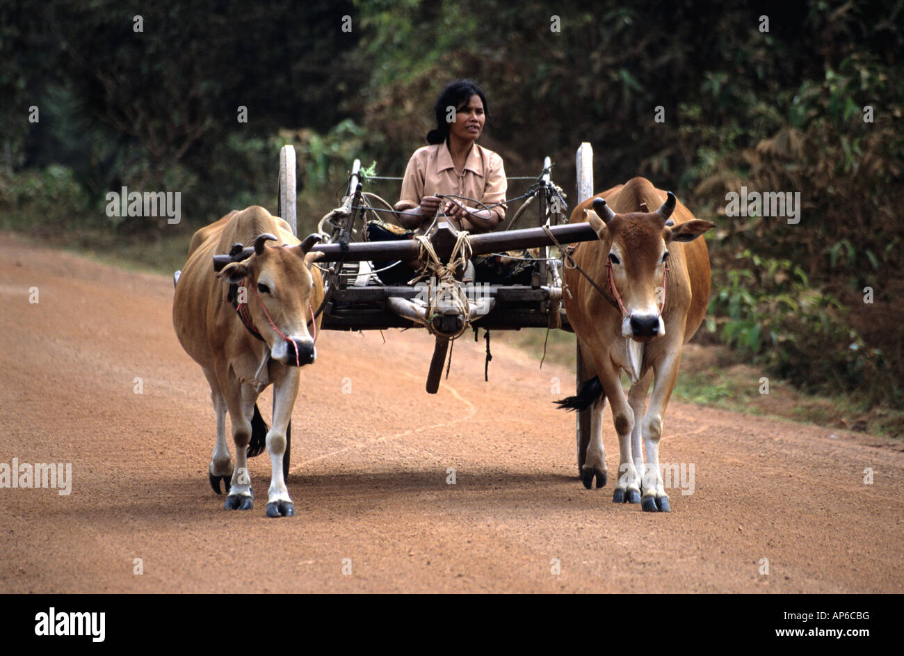 Cattle and cart hi-res stock photography and images - Alamy