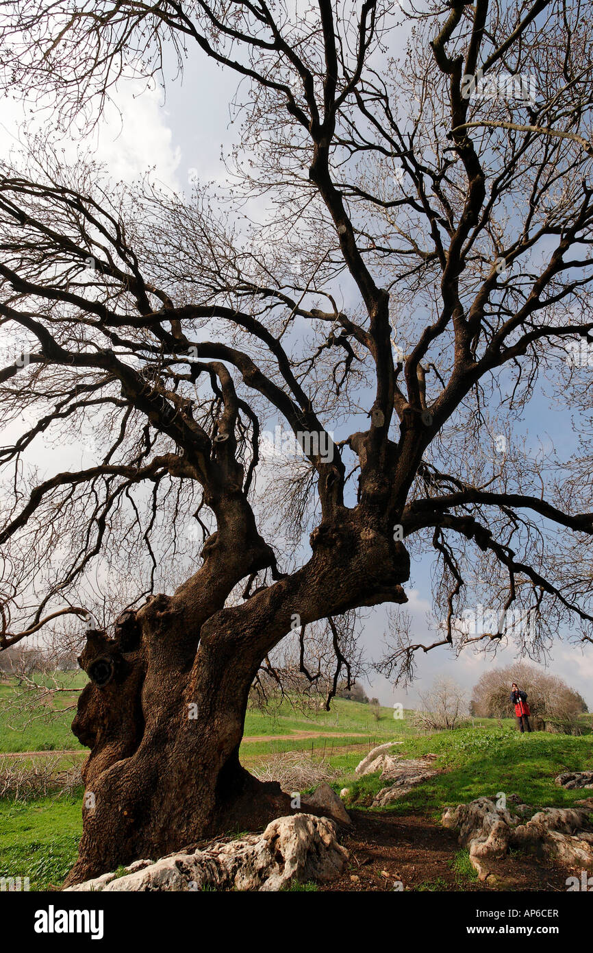 Israel the Lower Galilee Atlantic Pistachio Pistacia Atlantica tree in ...