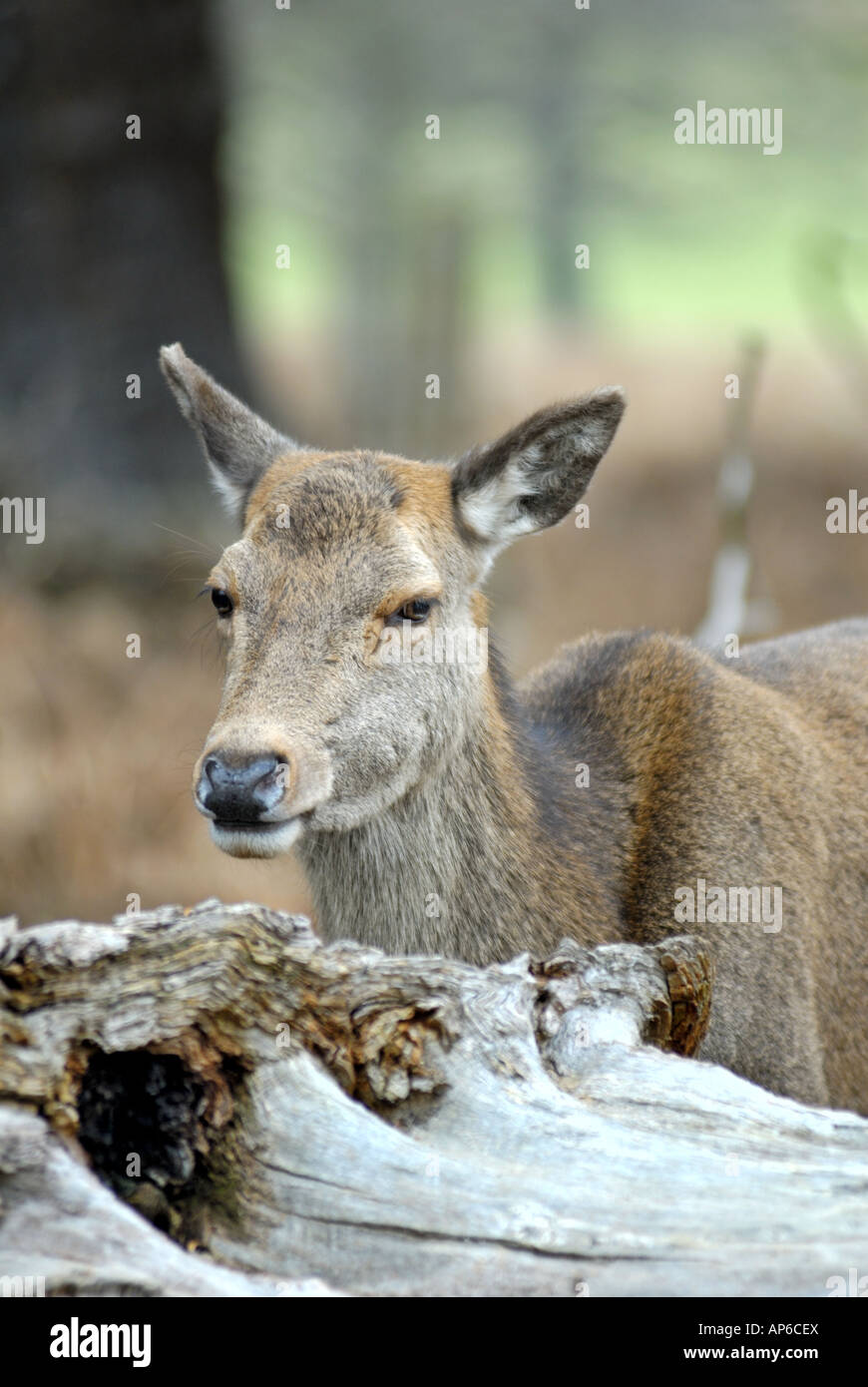 Deer culled hi-res stock photography and images - Alamy