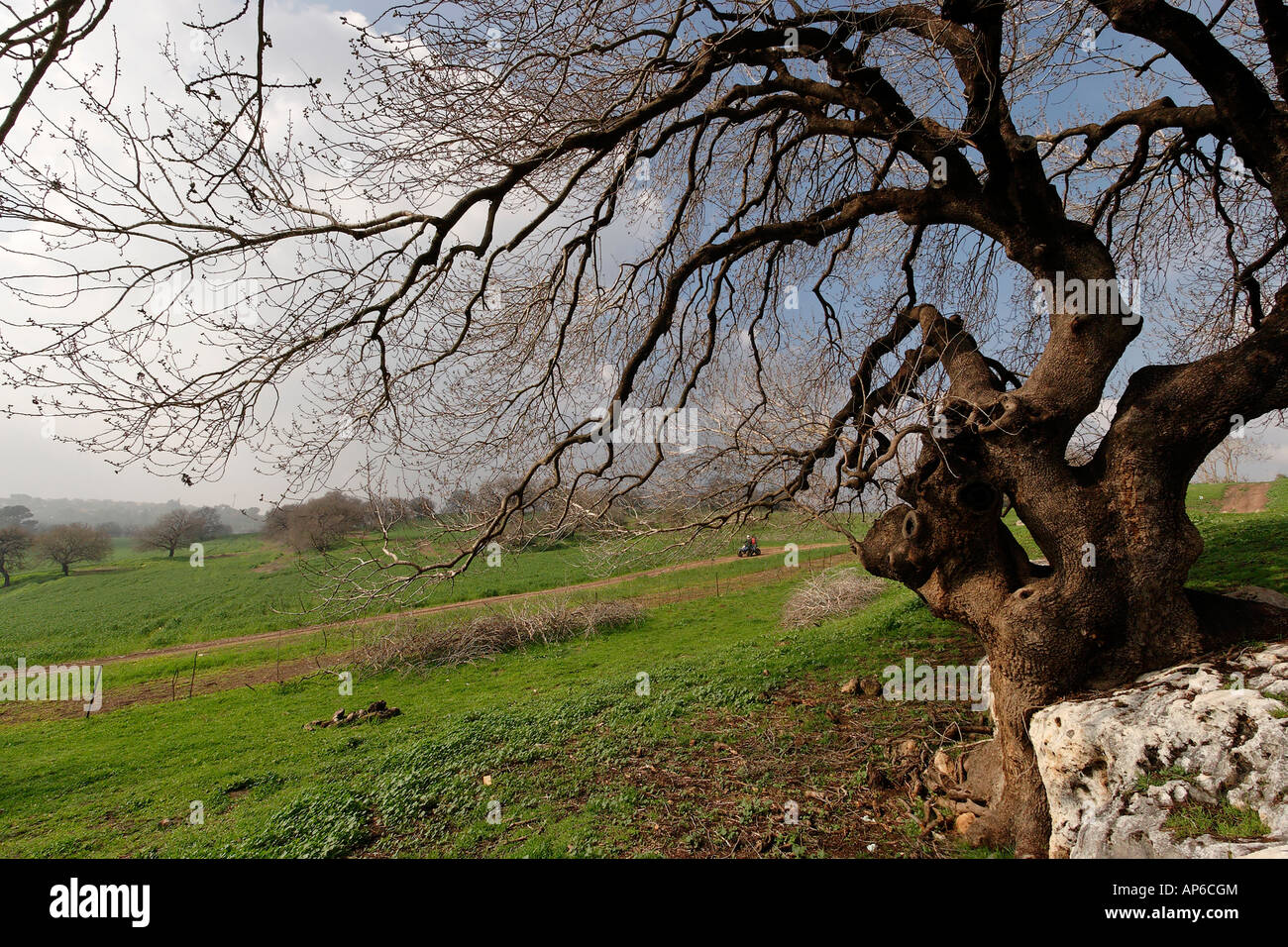 Israel the Lower Galilee Atlantic Pistachio Pistacia Atlantica tree in ...