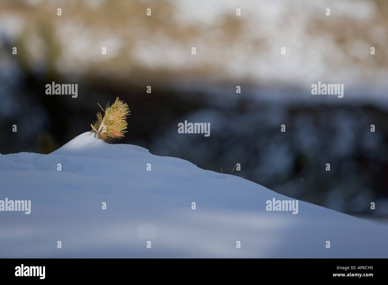 Larch sapling hi-res stock photography and images - Alamy