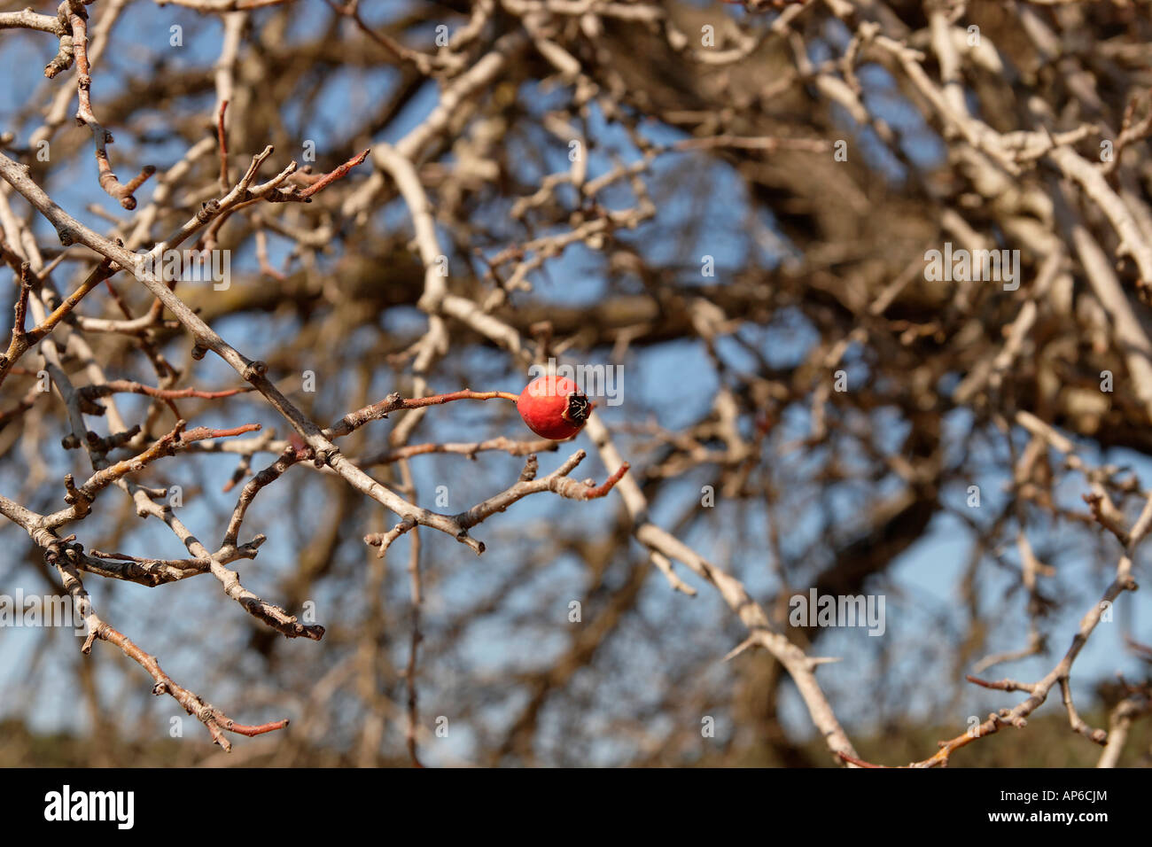Israel the Upper Galilee The fruit of the Hawthorn tree Crataegus ...