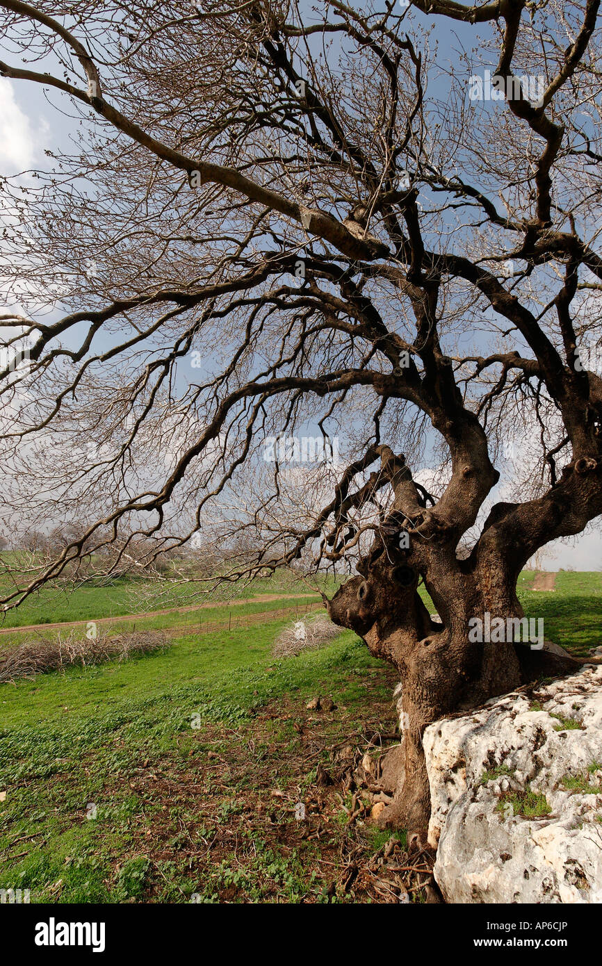 Israel the Lower Galilee Atlantic Pistachio Pistacia Atlantica tree in ...