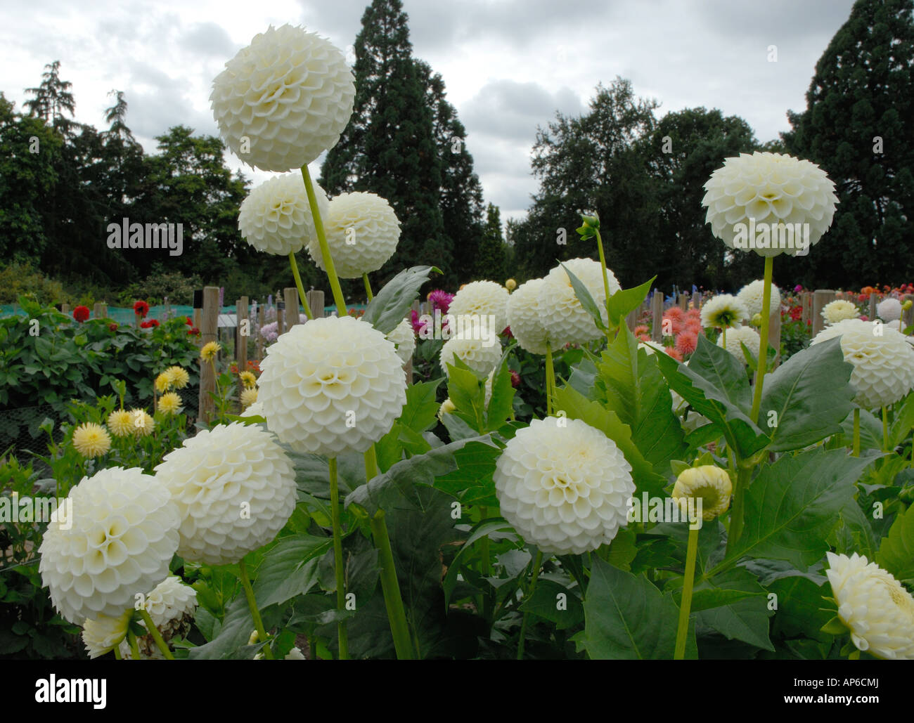 Dahlia Ryecroft Jan Stock Photo - Alamy