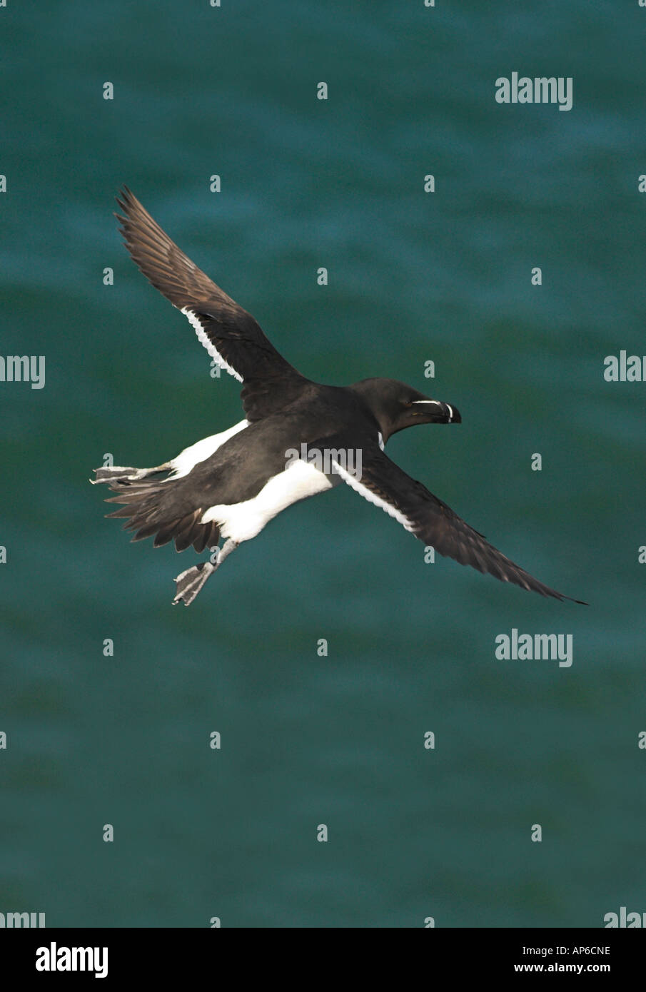 RAZORBILL (ALCA TORDA) FLIGHT IMAGE Stock Photo - Alamy