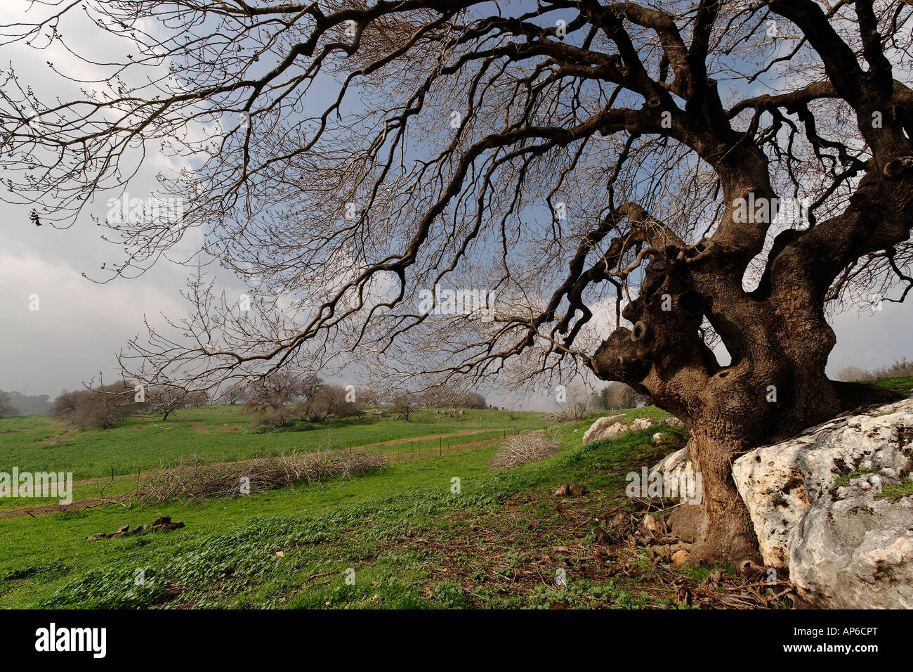 Israel the Lower Galilee Atlantic Pistachio Pistacia Atlantica tree in ...