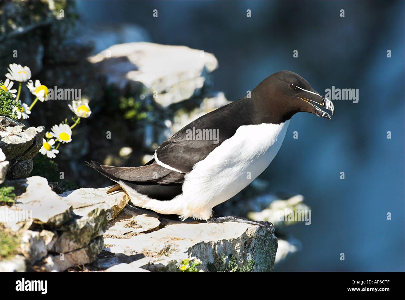 RAZORBILL (ALCA TORDA) ON SEA CLIFF AT RSPB BEMPTON CLIFFS YORKSHIRE ...