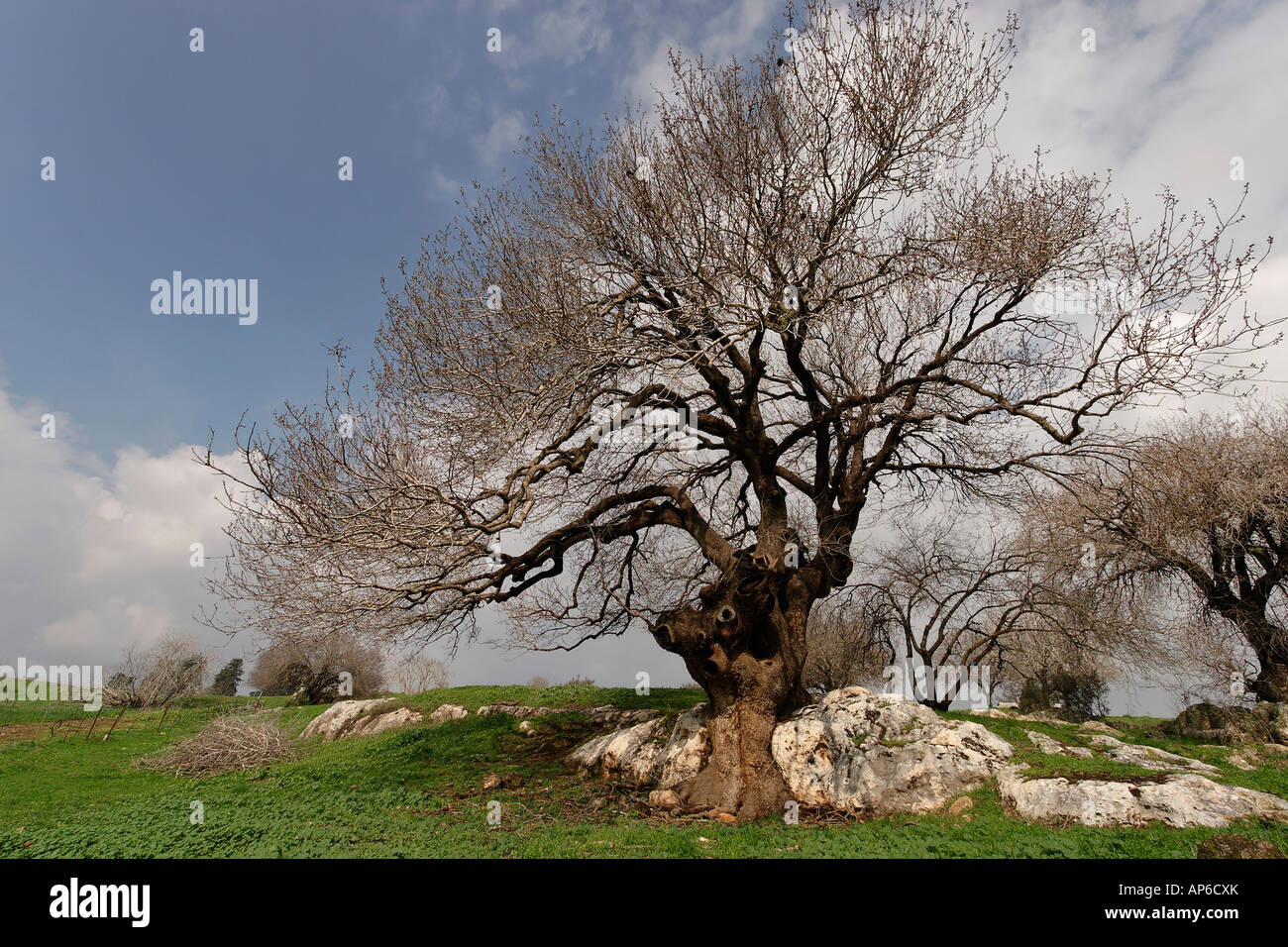 Israel the Lower Galilee Atlantic Pistachio Pistacia Atlantica tree in ...