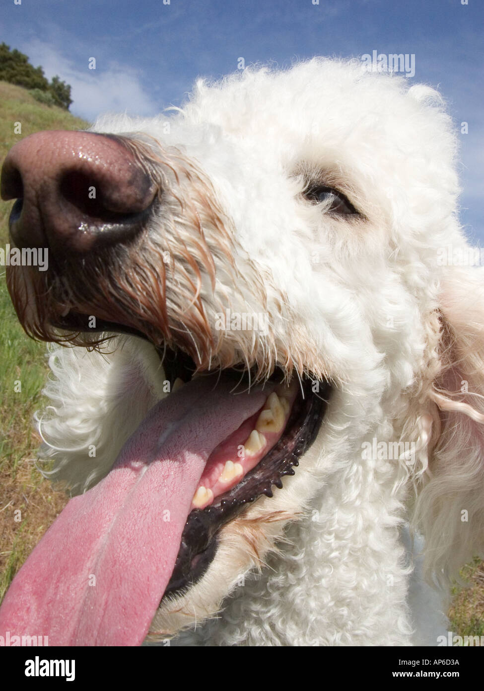 Dog on the green Stock Photo - Alamy
