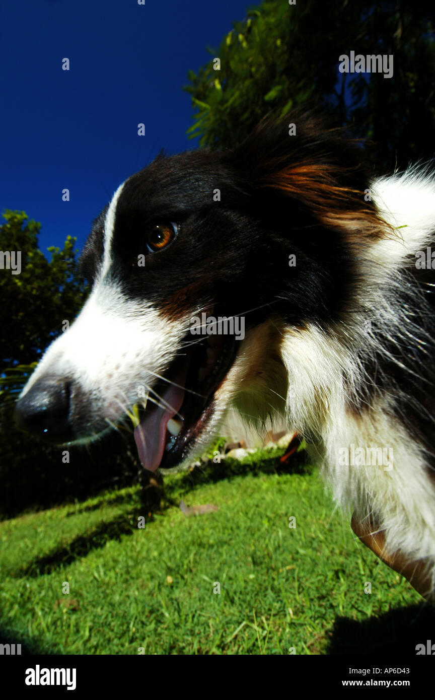 A dogs view hi-res stock photography and images - Alamy