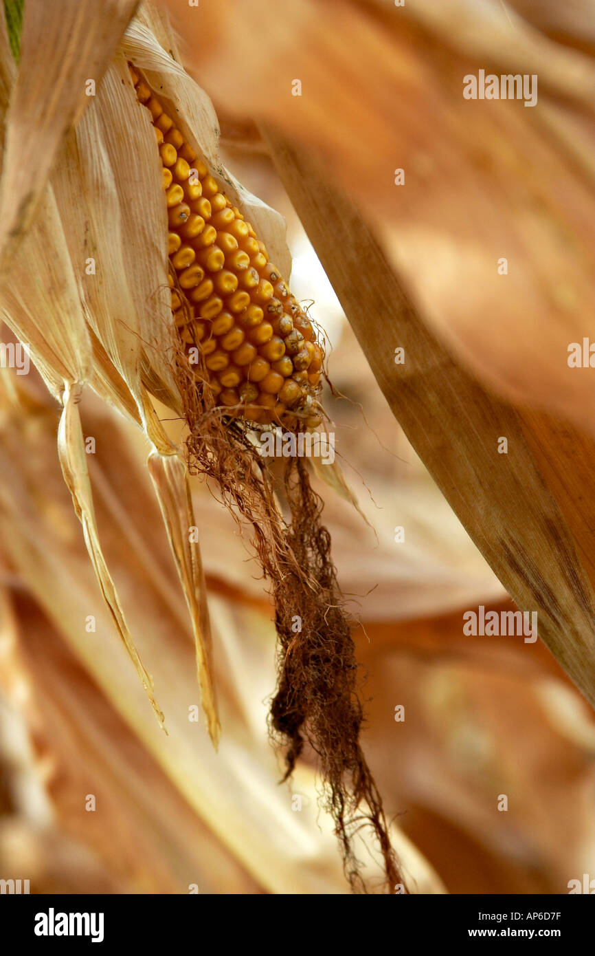 detail of sweet corn Stock Photo - Alamy
