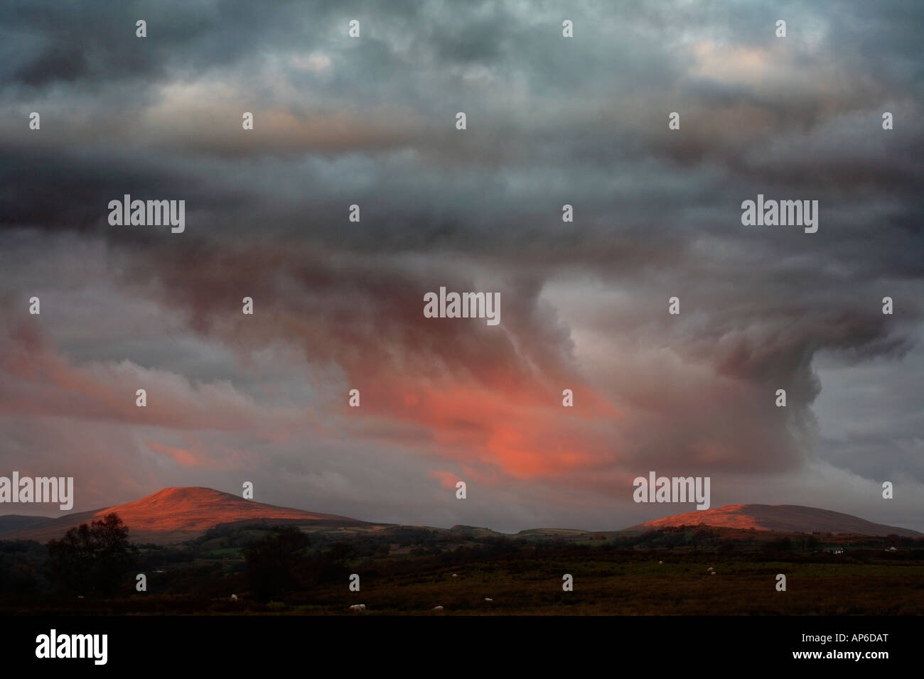 Fan llia hi-res stock photography and images - Alamy