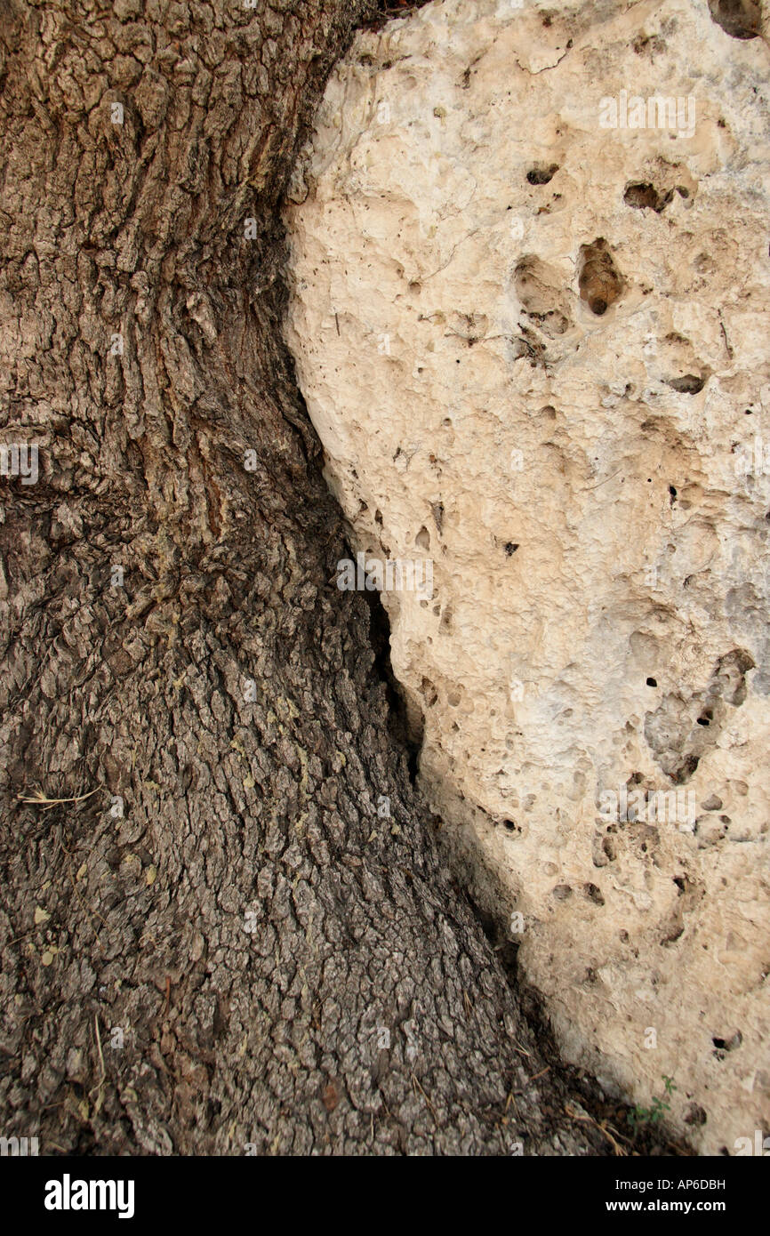 Israel the Lower Galilee The trunk of the Atlantic Pistachio Pistacia ...