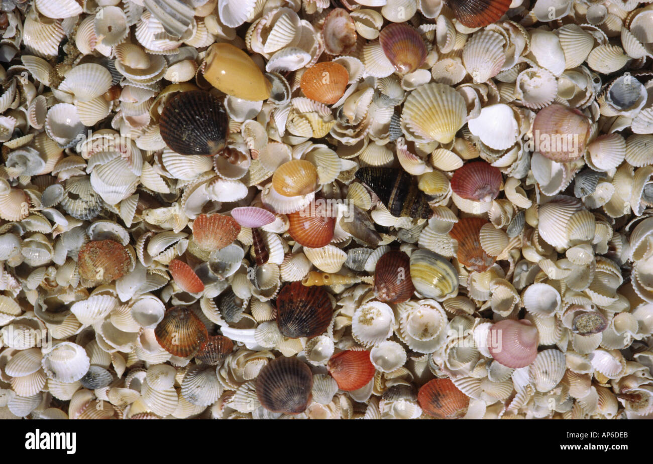 beach in Ghana Stock Photo - Alamy