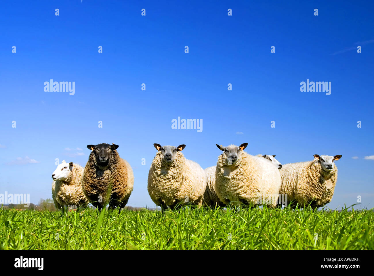 lots of sheep on grass with blue sky some looking at the camera Stock ...