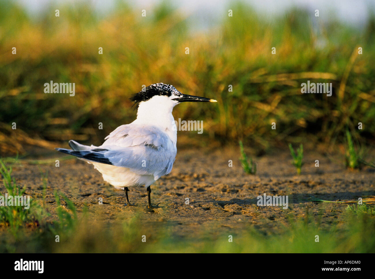Sandwich Tern. Sterna sandvicensis standing in sand dunes Stock Photo ...