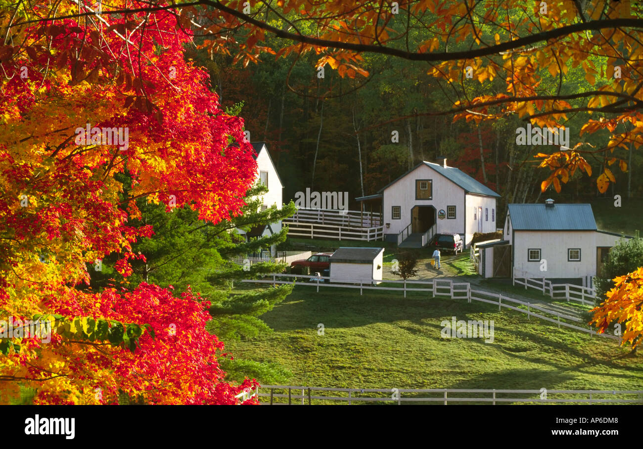 Morgan Horse Vermont High Resolution Stock Photography and Images - Alamy
