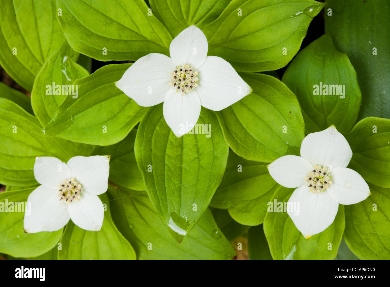A bunchberry in bloom, Cornus canadensis, on Monadnock Mountain in ...